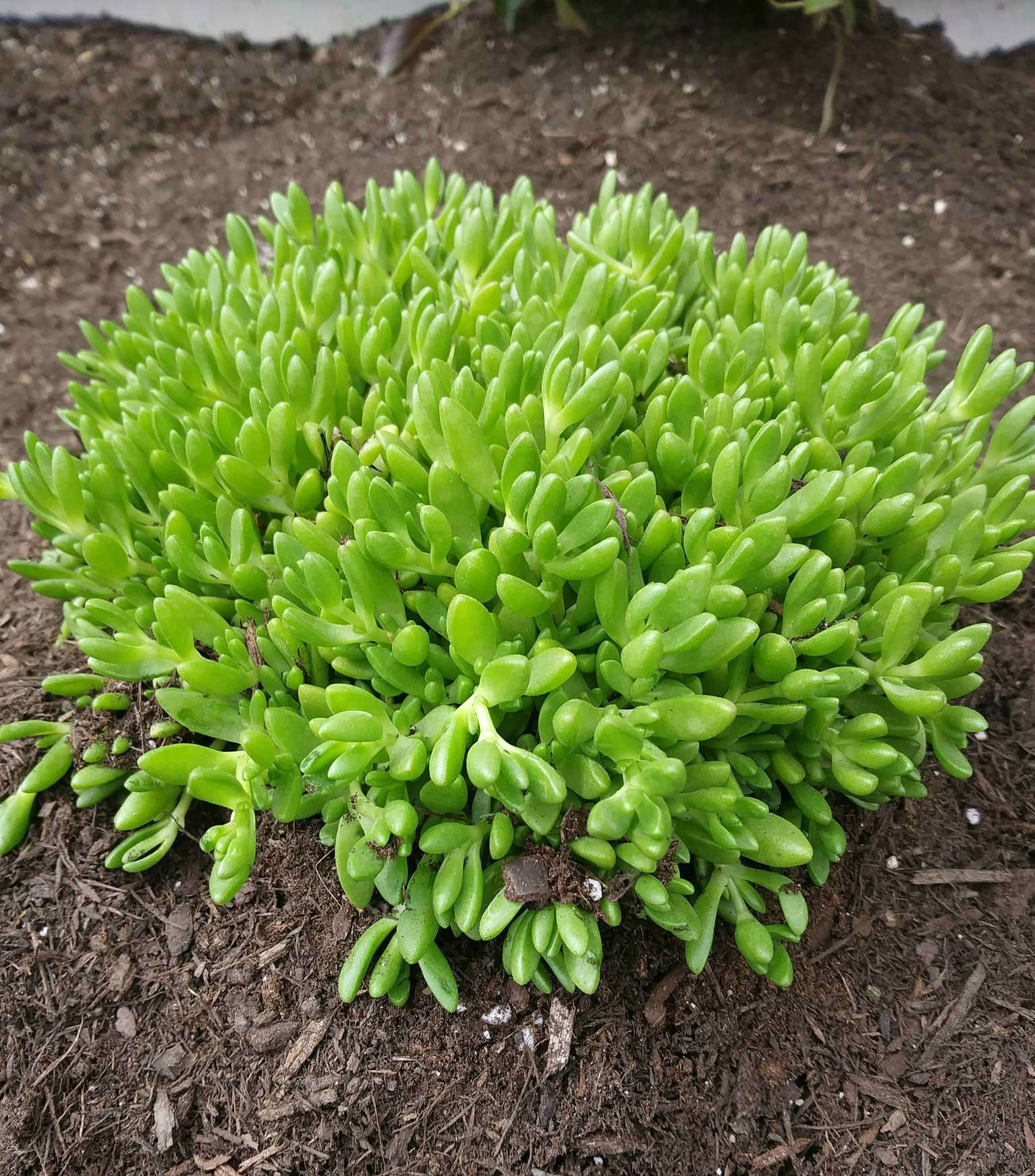 Landscaping Ideas For Front Of House (Our Finished Yard Transformation ...